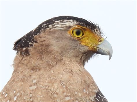 2024年納涼野鳥まつり出展者一覧 日本野鳥の会大阪支部ホームページ