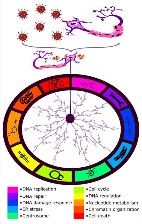 Schematic Representation Of The Possible Effect Of Sars Cov 2 Download Scientific Diagram
