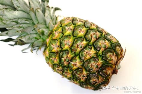 当之无愧的老牌热带水果菠萝历史上发现过程传播路径 知乎