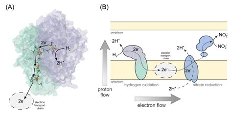 A The Heterodimeric Structure Of The Periplasmic [nife] Hydrogenase Download Scientific