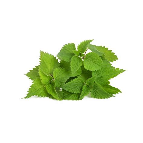 Nettle Extract Makingcosmetics