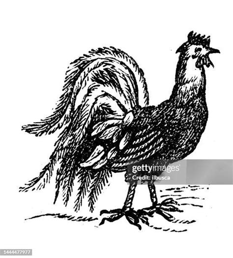 Cock Close Up Photos And Premium High Res Pictures Getty Images