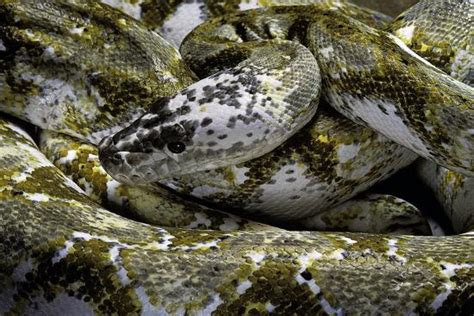 Python Reticulatus F Calico Reticulated Python Photographic Print