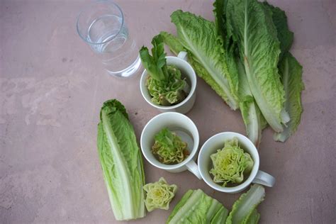 How To Regrow Romaine Lettuce • Gardenary