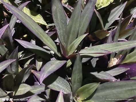 紫竹梅摄影图树木树叶生物世界摄影图库昵图网