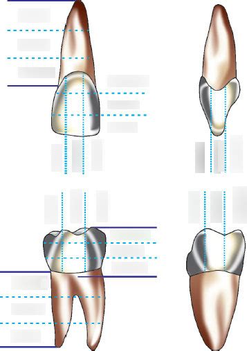 Diagram Of Root And Crown Thirds Diagram Quizlet