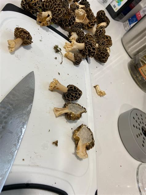 Morchella R Mushroomid