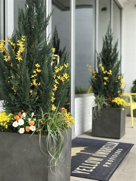 Using Evergreens In Container Gardens — Contained Creations