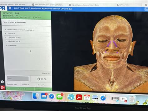 What Structure Is Highlighted A Levator Studyx