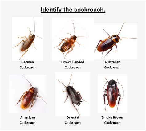 Identify Types Of Roaches My Xxx Hot Girl