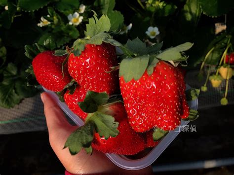 【くろいちご】や新品種【チーバベリー】を食べ放題！相葉苺園で珍しい種類のいちご狩りを満喫！ イチゴ探偵