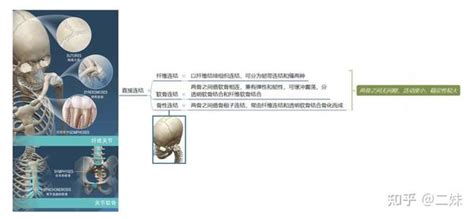 一天一点解剖学 关节系统骨连结 知乎
