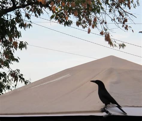 How To Keep Birds Out Of Gazebo 2025 Gazebo Solution