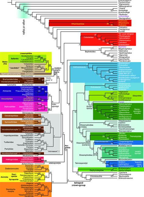 Bootstrap Tree From Analysis B Revised Matrix Expanded Taxon Sample