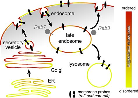 Lipid Rafts Rab Gtpases And A Late Endosomal Checkpoint For Plasma