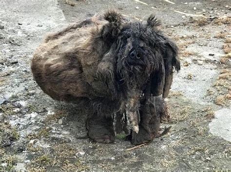 От отчаянья до счастья собака со спутанной шерстью нашла свой уютный дом МанкиБлог Дзен