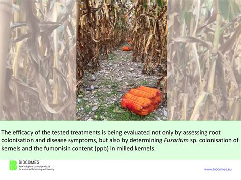 Slideshare Presentation Fusarium Ppt Gardening Home And Garden