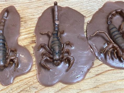 Chocolate Covered Scorpions
