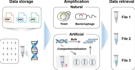 Advanced Dna Amplification For Efficient Data Storage Acs Applied Materials And Interfaces