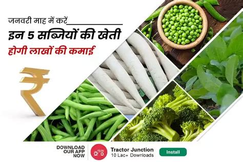 जनवरी माह में करें टॉप 5 सब्जियों की खेती होगी लाखो की कमाई