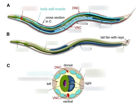 C Elegans Cross Sections Diagram Quizlet