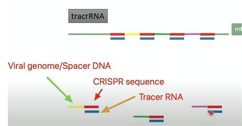 What Is Crispr System 知乎