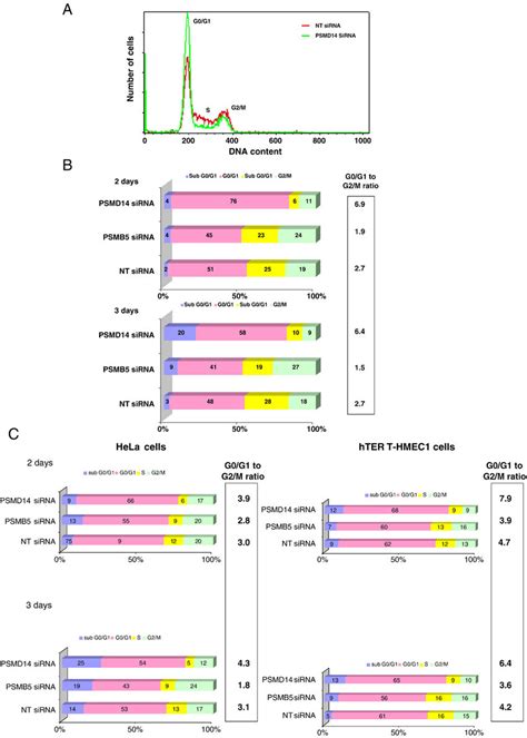 A Cell Cycle Histogram A Representative Diagram Of Cell Cycle