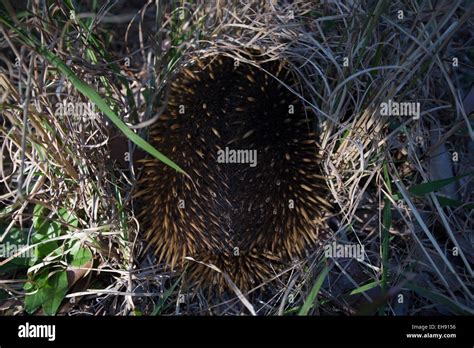 Short Beaked Echidna Tachyglossus Aculeatus In A Defensive Ball