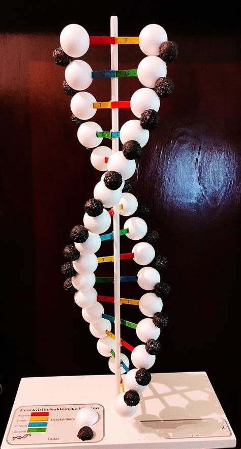 Dna Structure 3d Model Project Molecularpiece Dna Double Helix