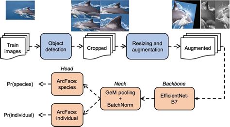 「鲸脸识别」已上线，夏威夷大学用 5 万张图像训练识别模型，平均精度 0869 智源社区