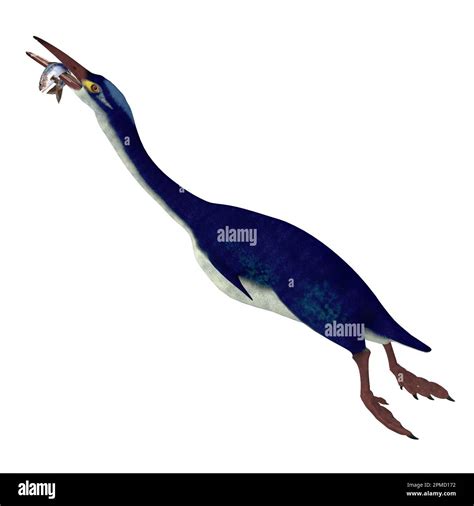 Hesperornis Is A Genus Of Flightless Aquatic Birds That Lived In The