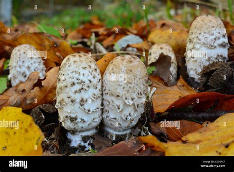 Group Of Coprinus Comatus Or Shaggy Ink Cap Or Lawyers Wig Or Shaggy