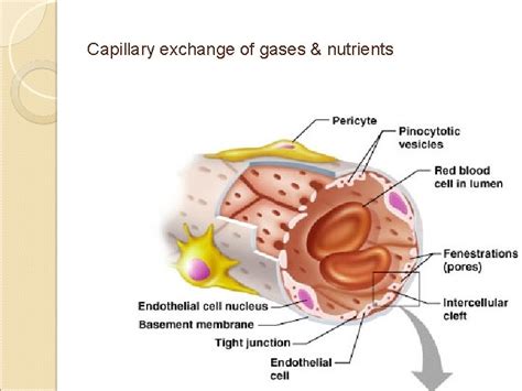 Capillary Circulation Edema Formation Dr Eman El Eter