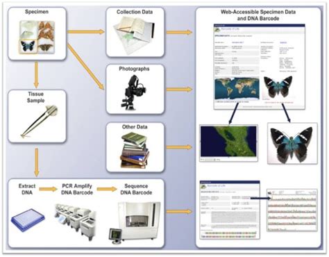 Dna Barcoding