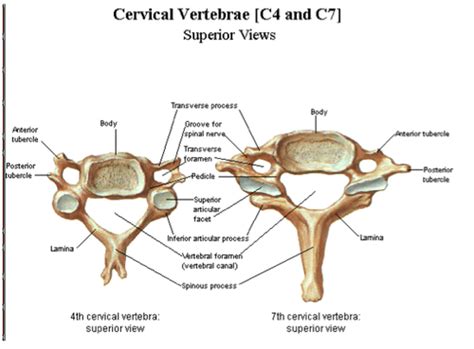 Uncinate Process Vertebra