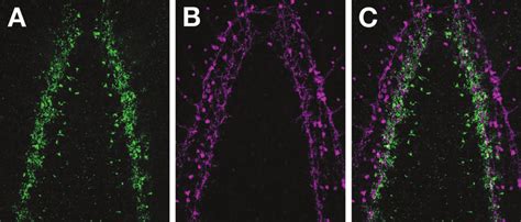 An Example Of The Cellular Diversity In The Planarian Brain A Download Scientific Diagram