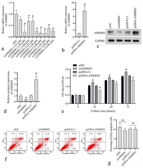 Ankyrin Repeat Domain 1 Is Dysregulated In Keloids And Suppresses