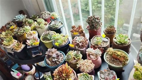 걸이대 다육이 겨울준비 이렇게 합니다 Youtube