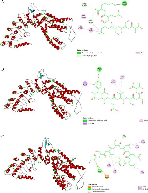 The Molecular Docking Of Six Peptides With Trpv6 A Tsslek B Ydevsst