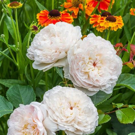 Rosa 'Emily Bronte' David Austin Rose from Belmont Nursery