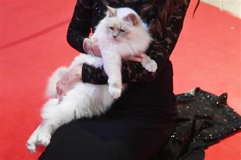 Nrj Belgique Votre Chat Peut Influencer Votre Vie Sexuelle