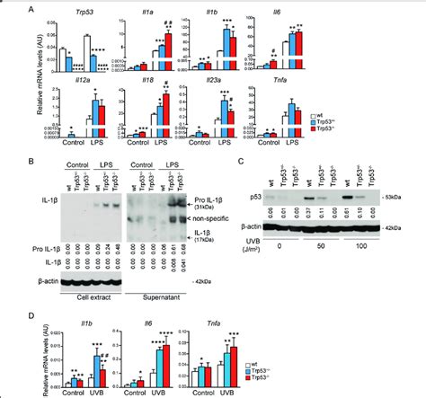 Loss Of One Trp53 Allele Leads To An Increased Pro Inflammatory
