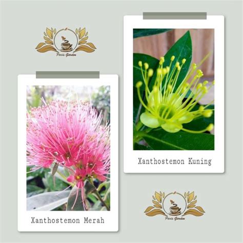 Jual Bunga Santos Lemon Tinggi 70 Cm 1 Meter Santos Lemon Kuning Santos Lemon Merah