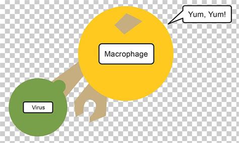 Diagram Passive Immunity Immune System Drawing Png Clipart Antitoxin