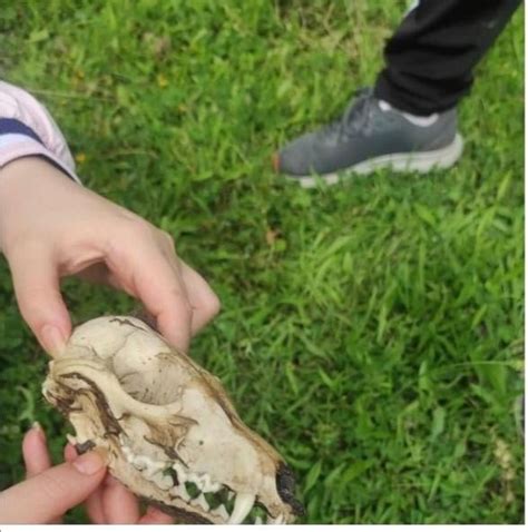 Is This A Fox R Bonecollecting