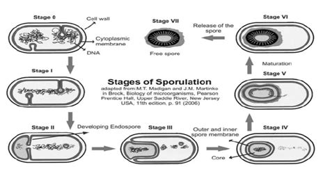 Bacterial Spore Physiologypdf