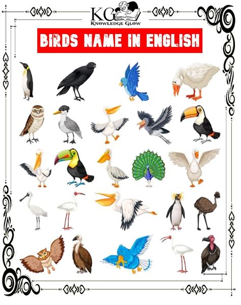 All Birds Name 200 Birds Names Birds Name In English