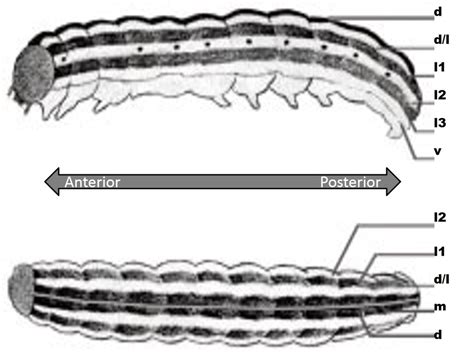 Identification « Cutworm Central