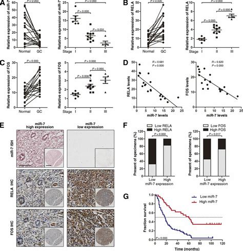 Clinical Relevance Of MiR 7 And Expression Of Its Targets In GC AC