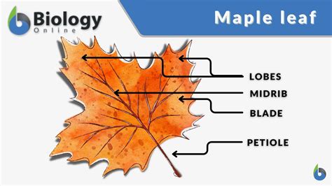 Leaf Diagram Labeled
